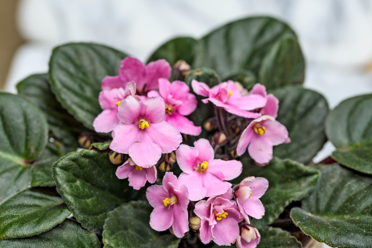 Viooltjes kweken, stekken en verzorgen - Gardeners World