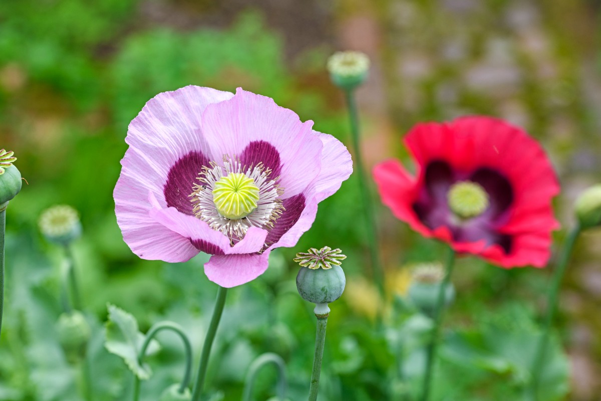 Klaproos (Papaver): zaaien, kweken en vermeerderen - Gardeners World