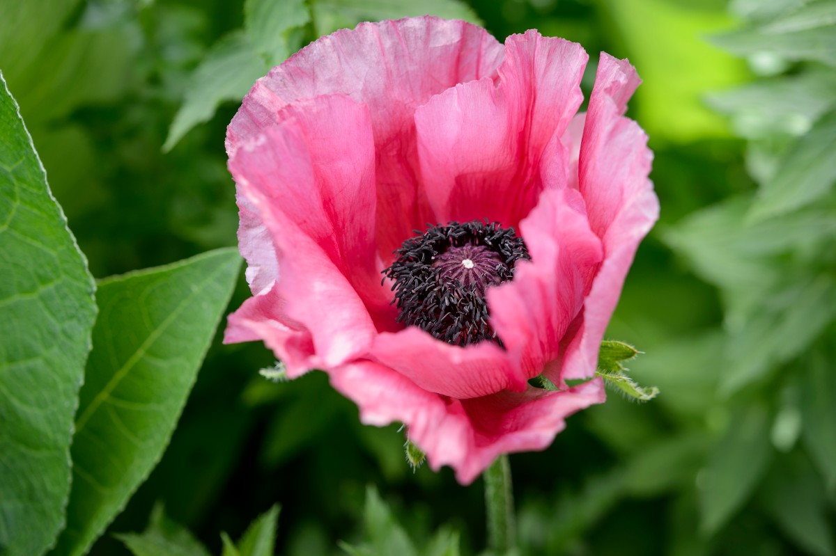 Klaproos (Papaver): zaaien, kweken en vermeerderen - Gardeners World