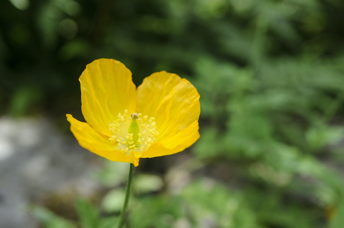 Klaproos (Papaver): zaaien, kweken en vermeerderen - Gardeners World