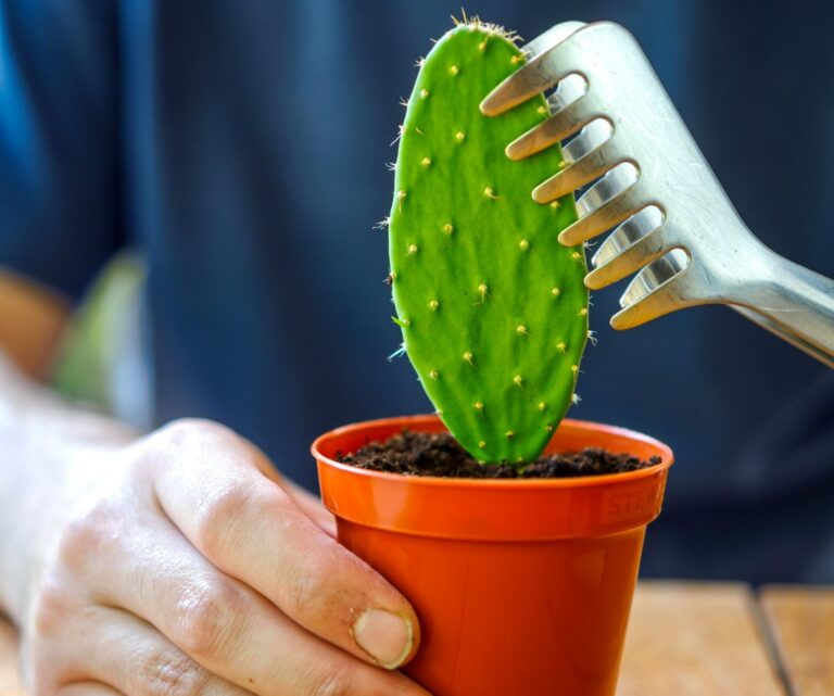 Cactus stekken in 5 simpele stappen - Gardeners World