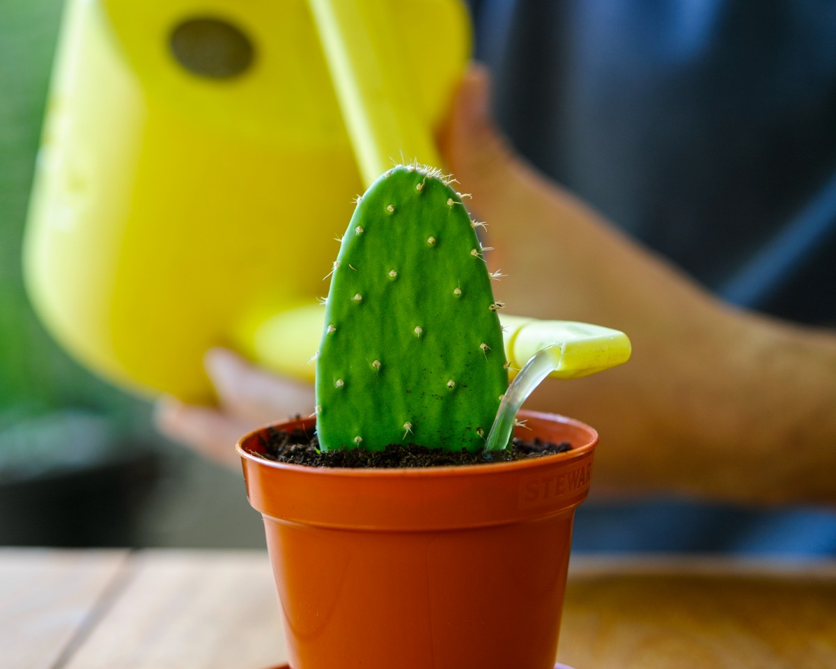 Cactus stekken in 5 simpele stappen - Gardeners World