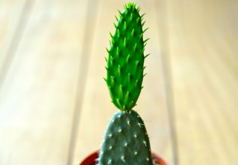 Cactus stekken in 5 simpele stappen - Gardeners World