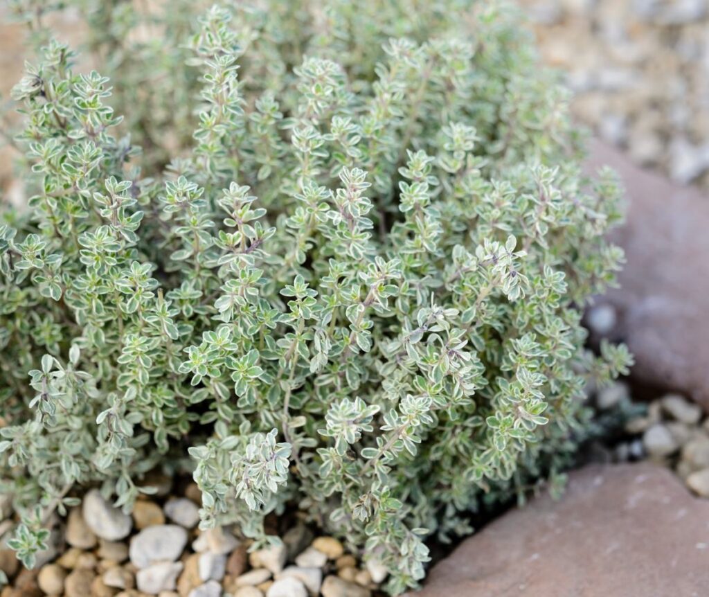 6 soorten tijm om te proberen in je kruidentuin - Gardeners World