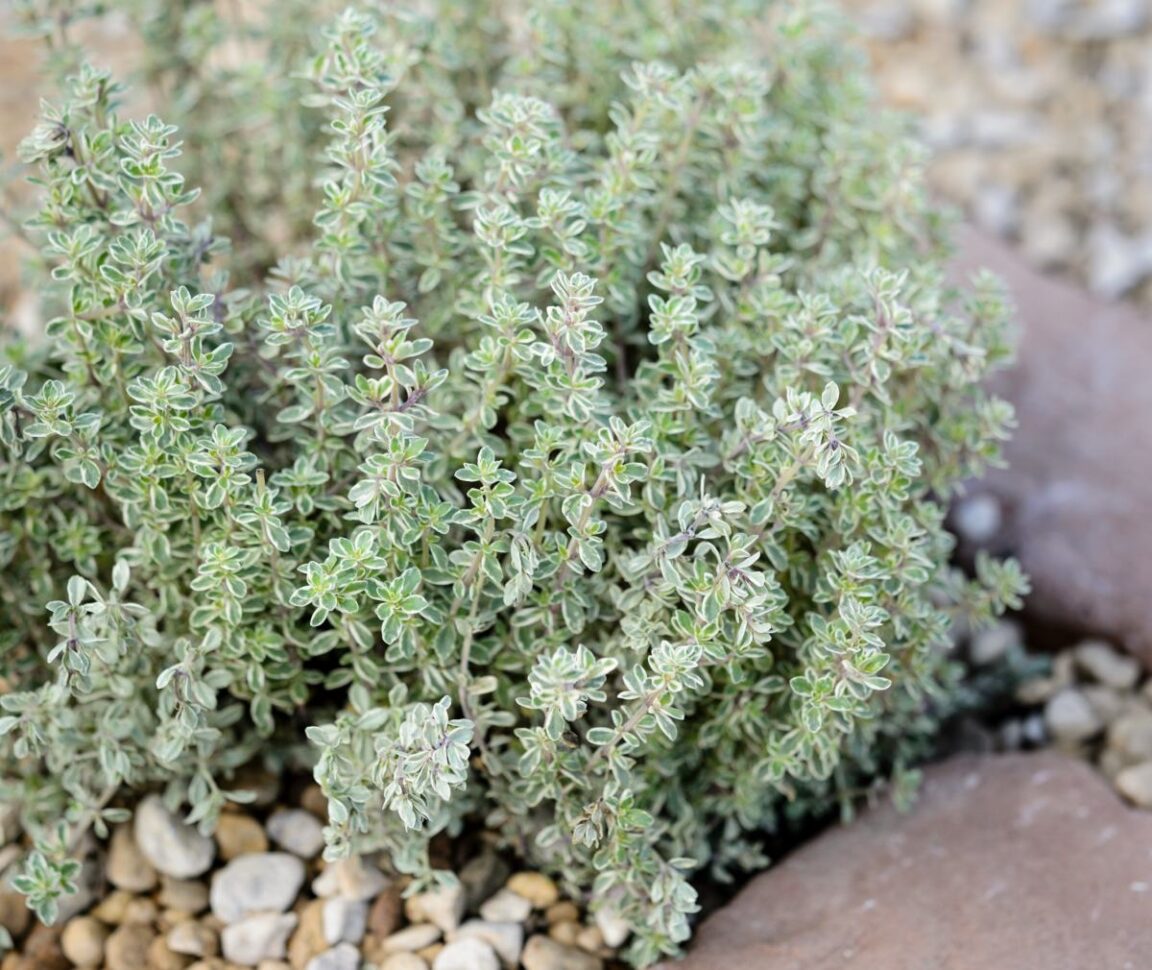 6 soorten tijm om te proberen in je kruidentuin - Gardeners World