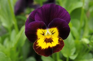 Viooltjes kweken, stekken en verzorgen - Gardeners World