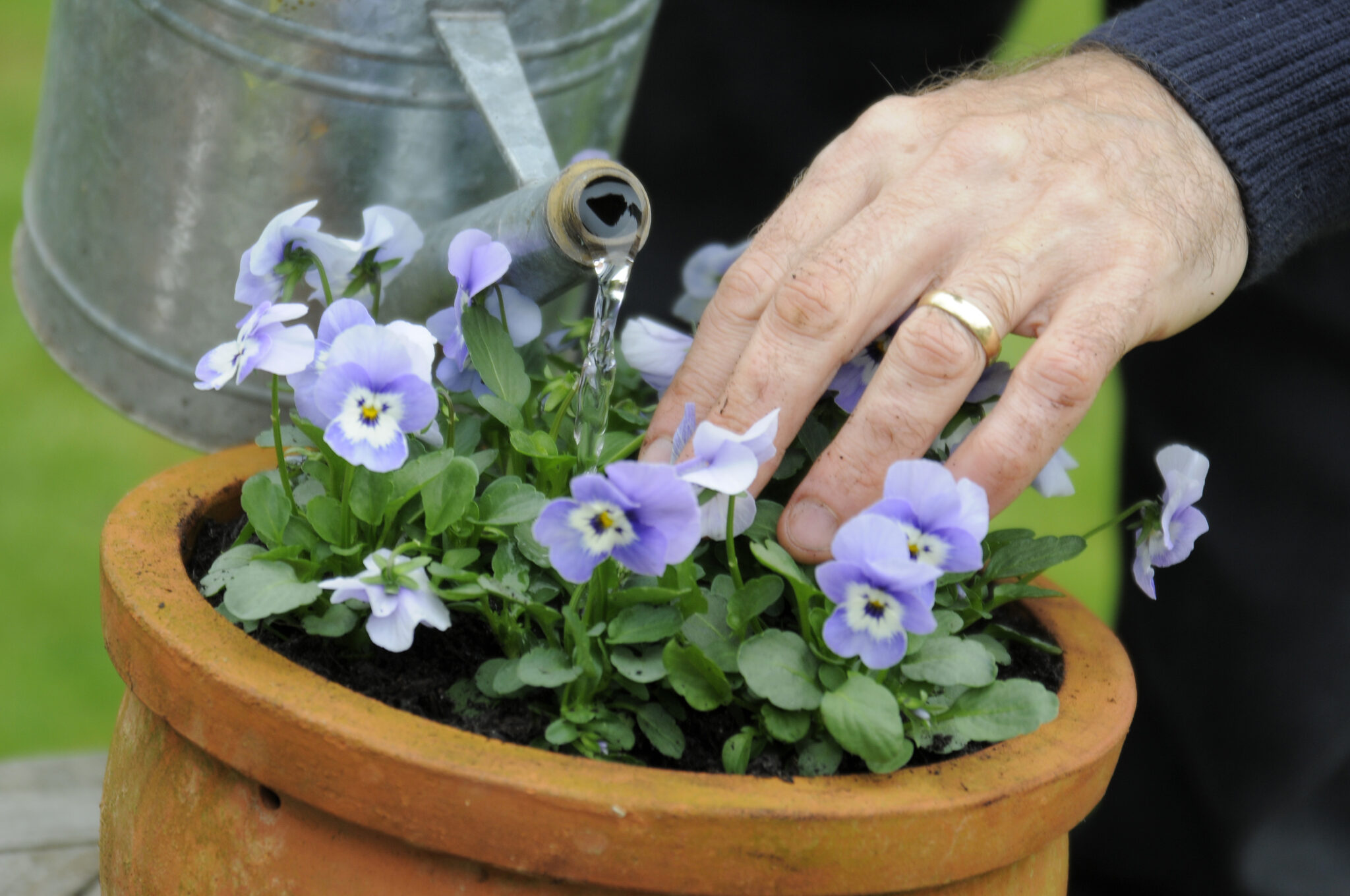Viooltjes kweken, stekken en verzorgen - Gardeners World