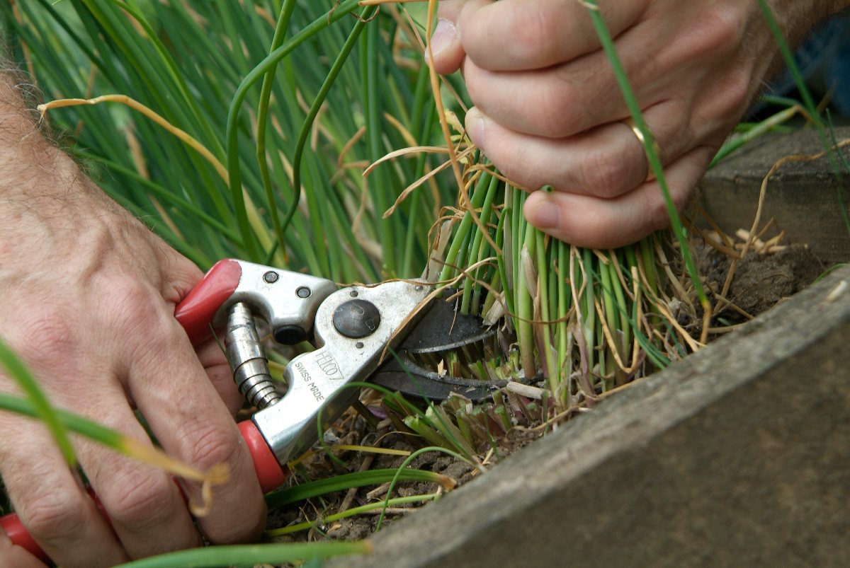 Bieslook snoeien: zo kun je langer oogsten van je plant