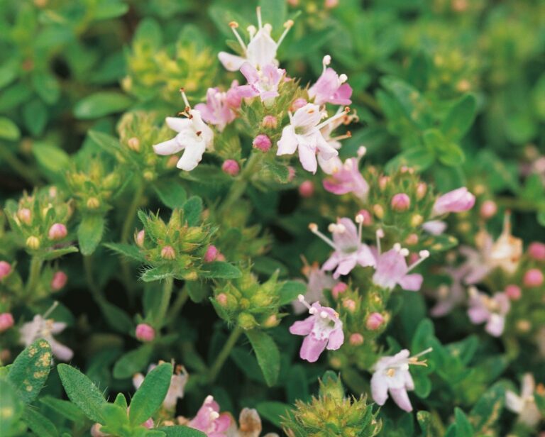 6 soorten tijm om te proberen in je kruidentuin - Gardeners World