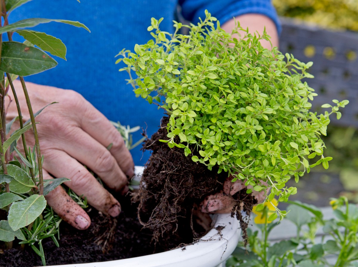 6 soorten tijm om te proberen in je kruidentuin - Gardeners World