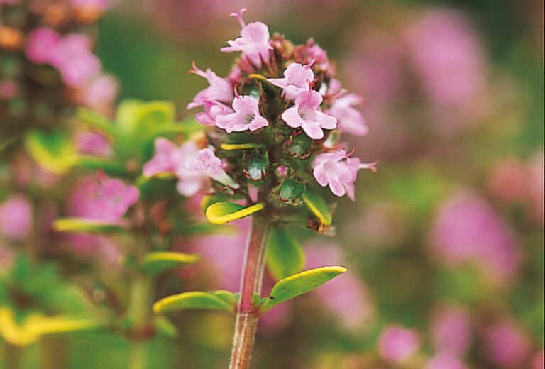 6 soorten tijm om te proberen in je kruidentuin - Gardeners World