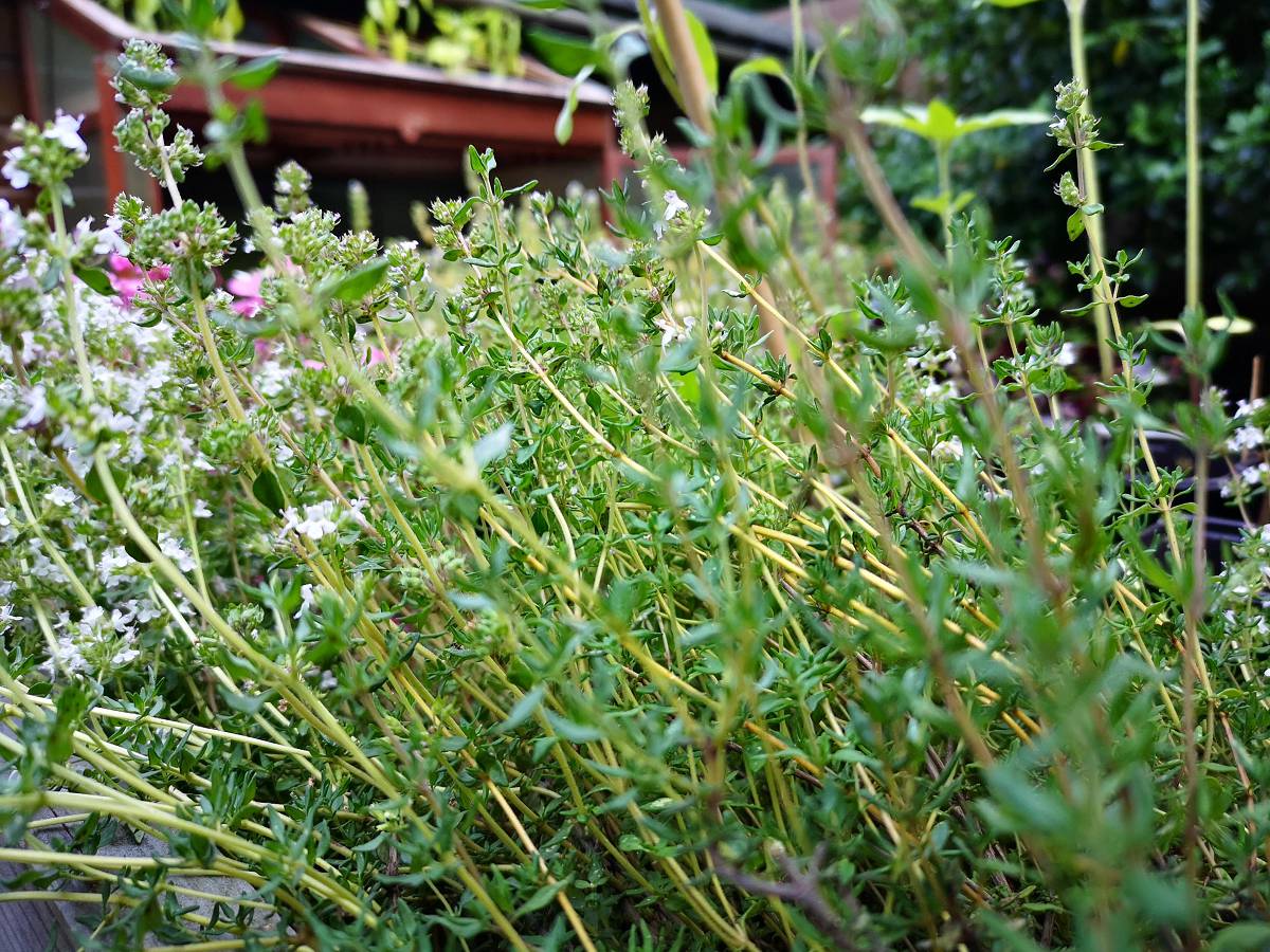 Tijm planten: hier moet je zeker op letten - Gardeners World
