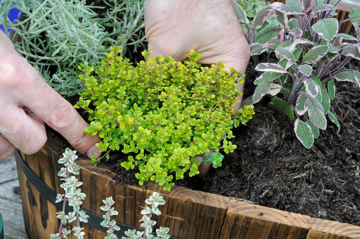 Tijm stekken, scheuren en afleggen doe je zó - Gardeners World