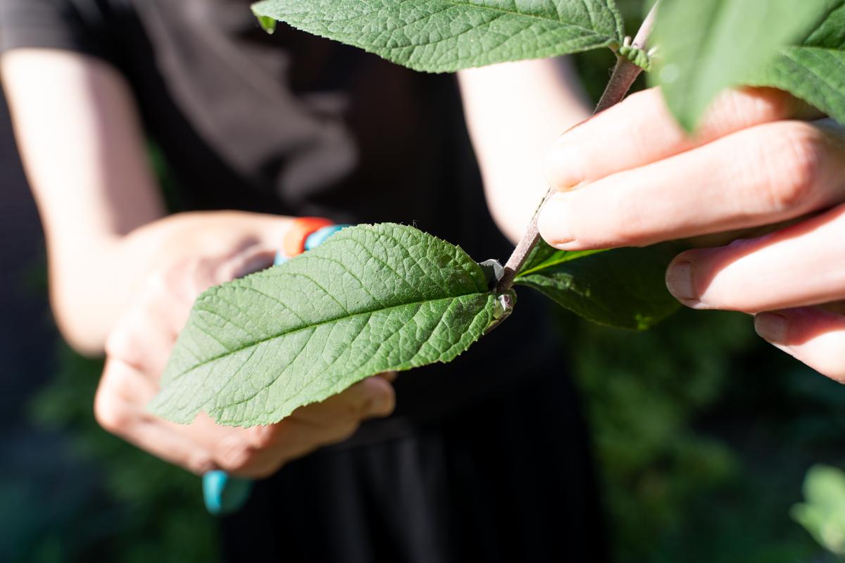 Vlinderstruik stekken: een eenvoudig stappenplan - Gardeners World