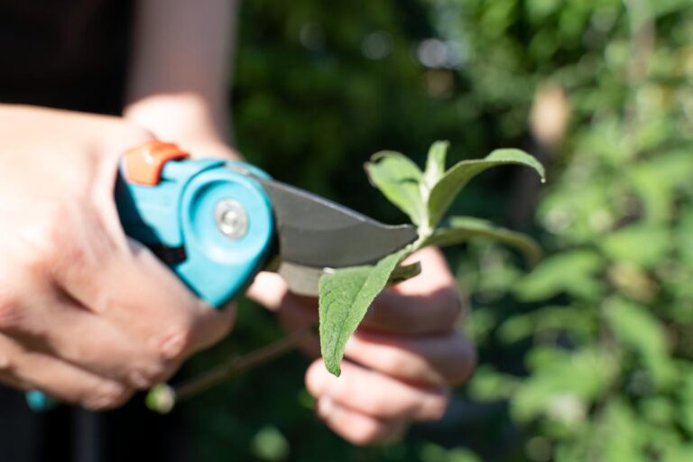 Vlinderstruik stekken: een eenvoudig stappenplan - Gardeners World