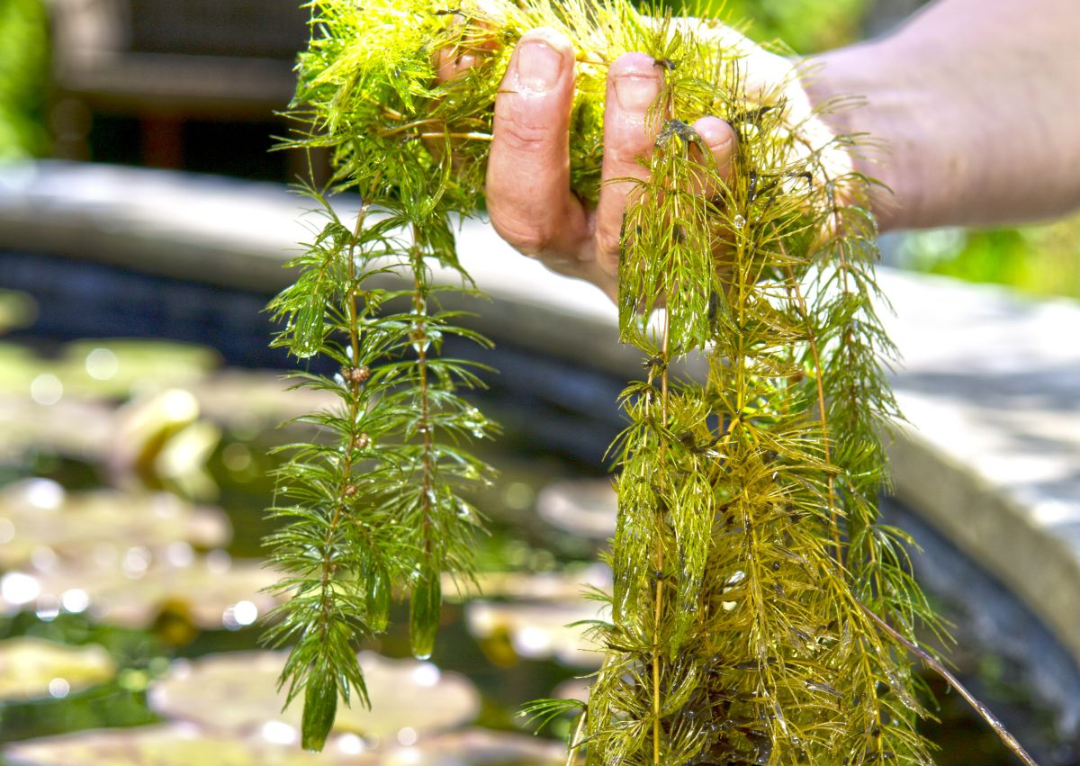 Kroos en algen verwijderen doe je zo - Gardeners World