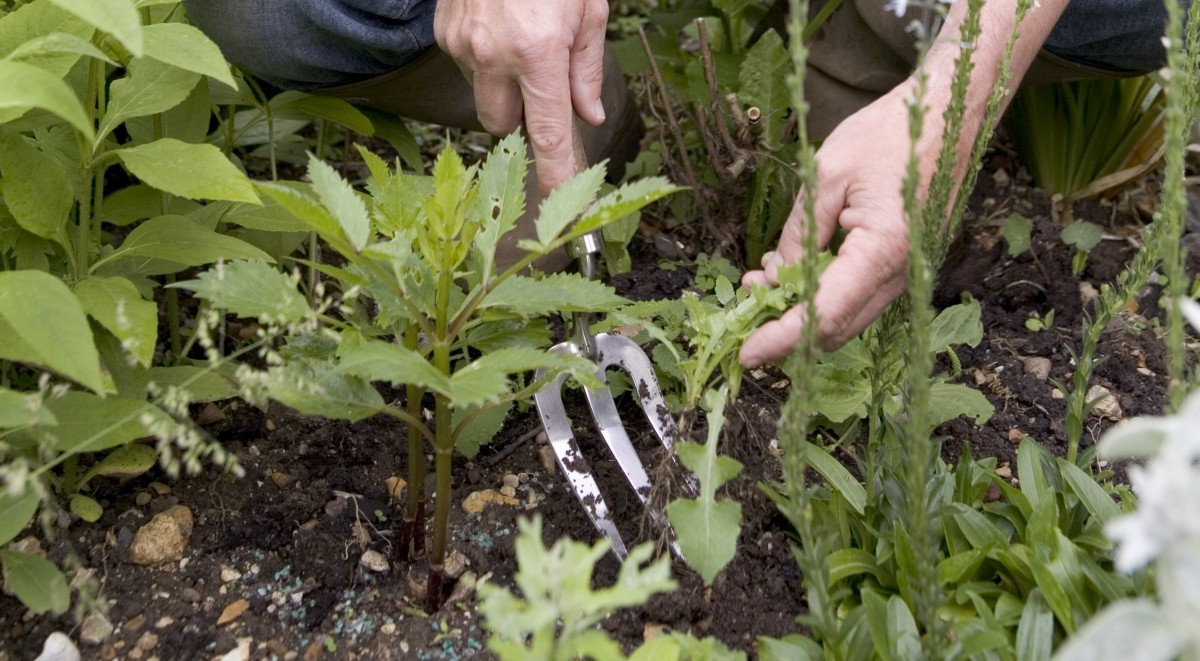 Gun je planten vakantie: vermijd deze 6 fouten en help je tuin!
