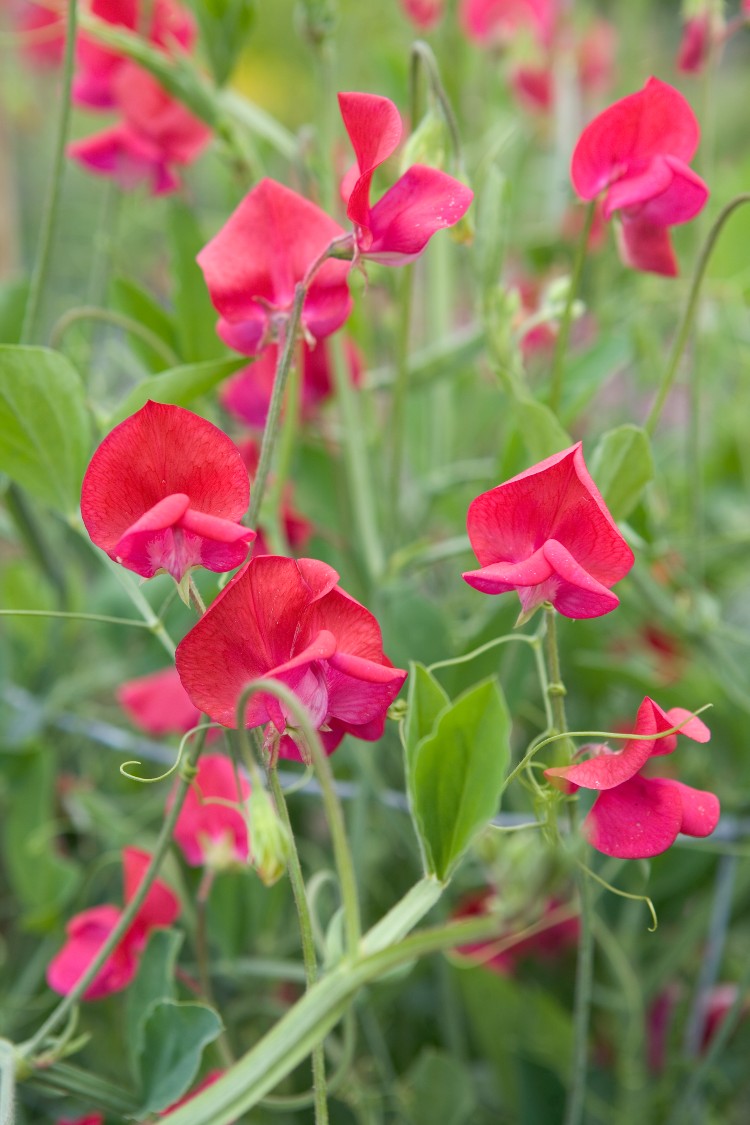 Lathyrus (siererwt): alles over het kweken en verzorgen