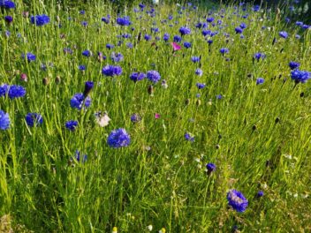 Tuinieren voor de natuur in juni: doe dit nu - Gardeners World