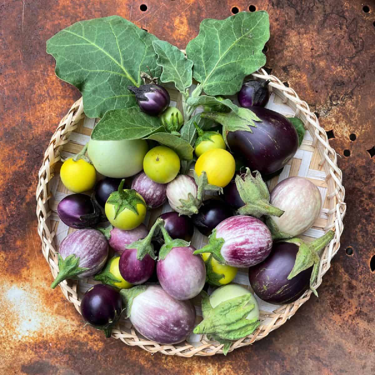 Groente en fruit eten uit de mini-moestuin (2) - Gardeners World