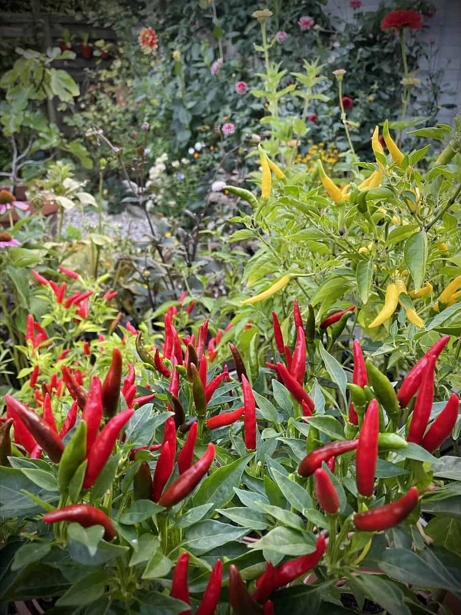 Groente en fruit eten uit de mini-moestuin (2) - Gardeners World