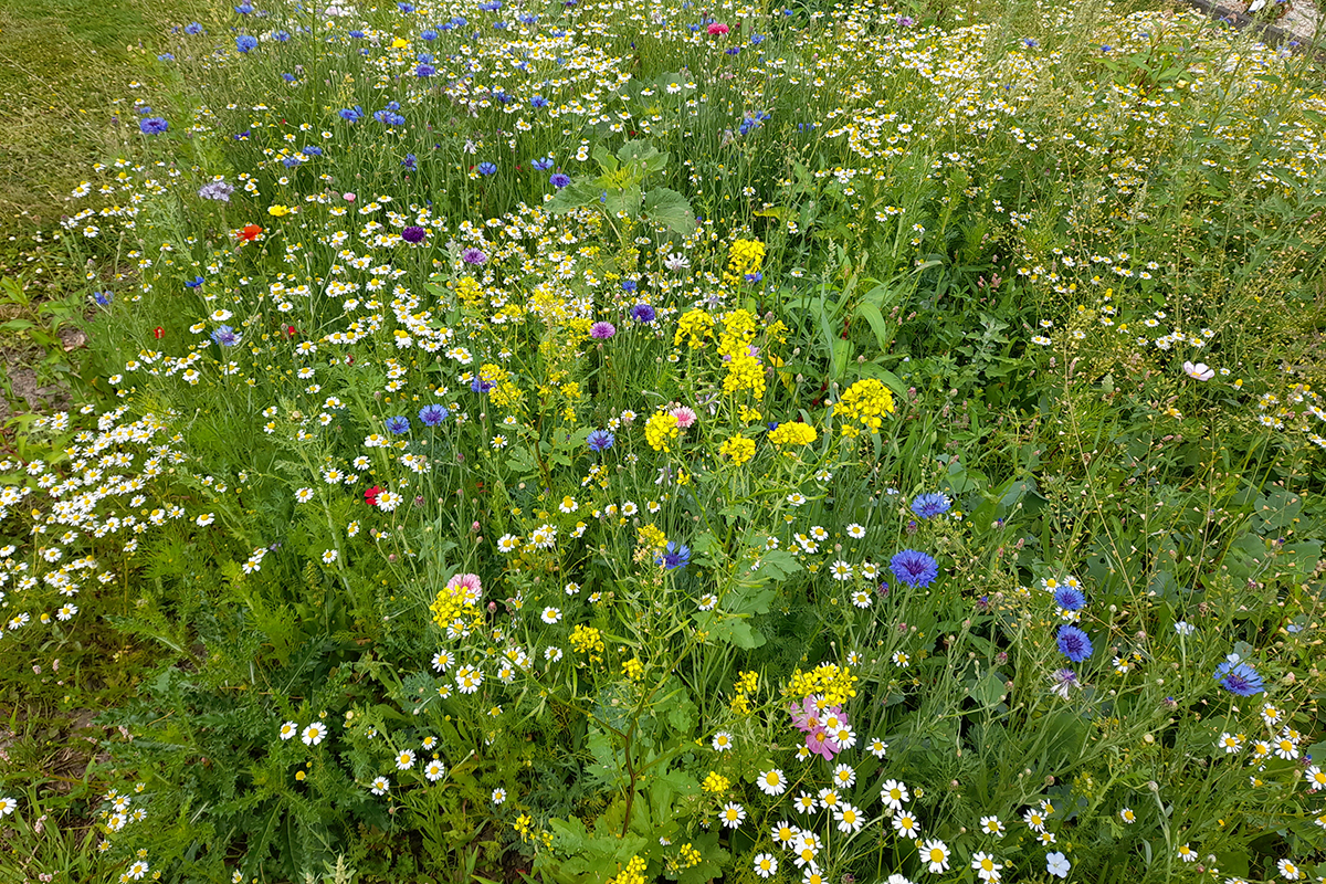 Inheemse Zaaiweek: zo mooi kunnen de resultaten zijn