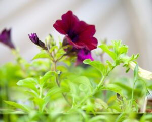 Petunia planten: dit is wat je moet weten! - Gardeners World