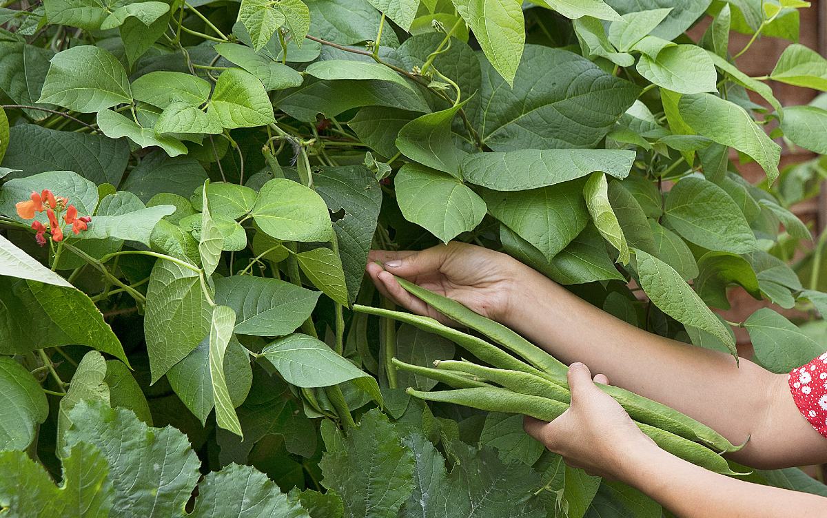 Verticale moestuin: 7 groenten om te proberen - Gardeners World