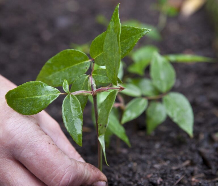 Rozen stekken, wanneer en hoe doe je dat? - Gardeners World