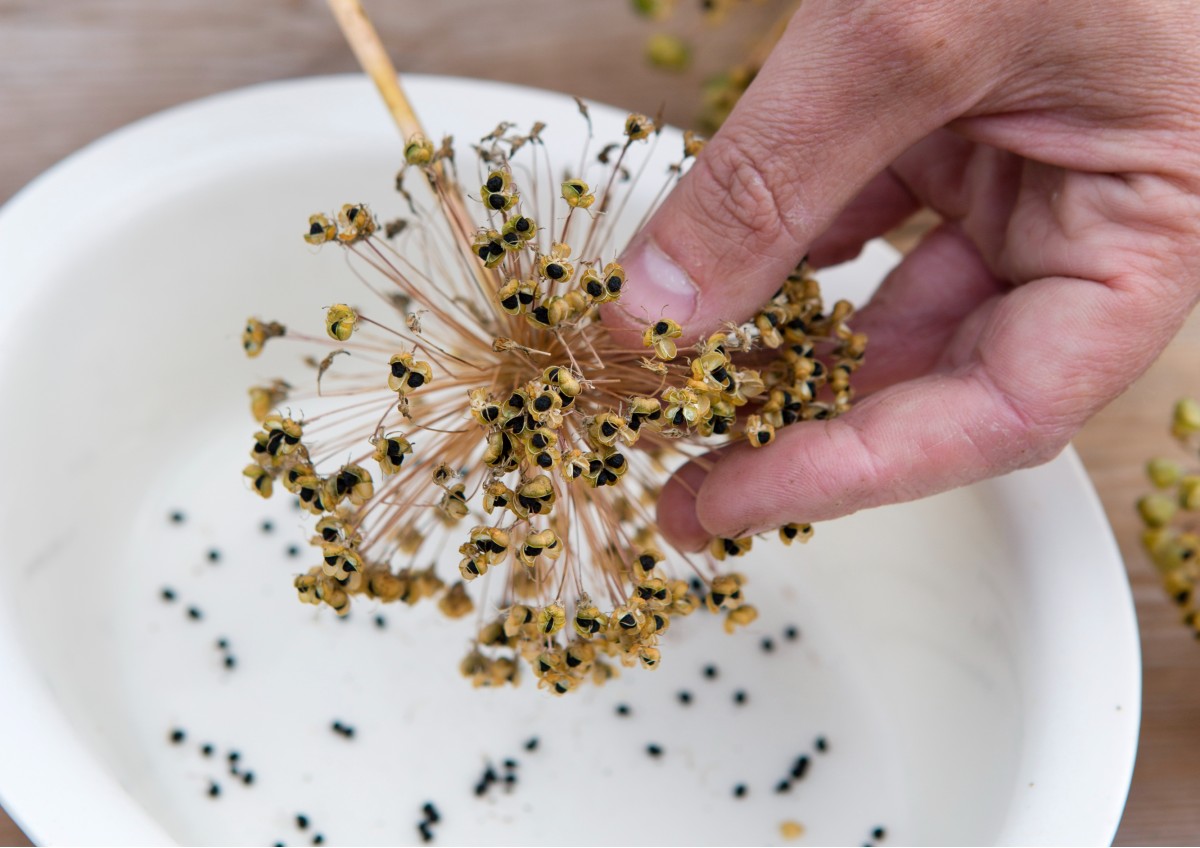 Zaden zaaien: 6 tips voor het zaaien van elke plant - Gardeners World