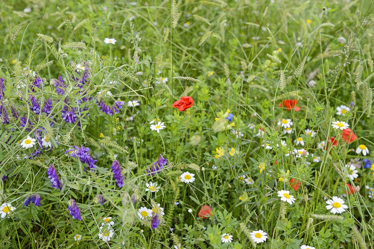 Een meerjarige bloemenweide aanleggen doe je zó! - Gardeners World