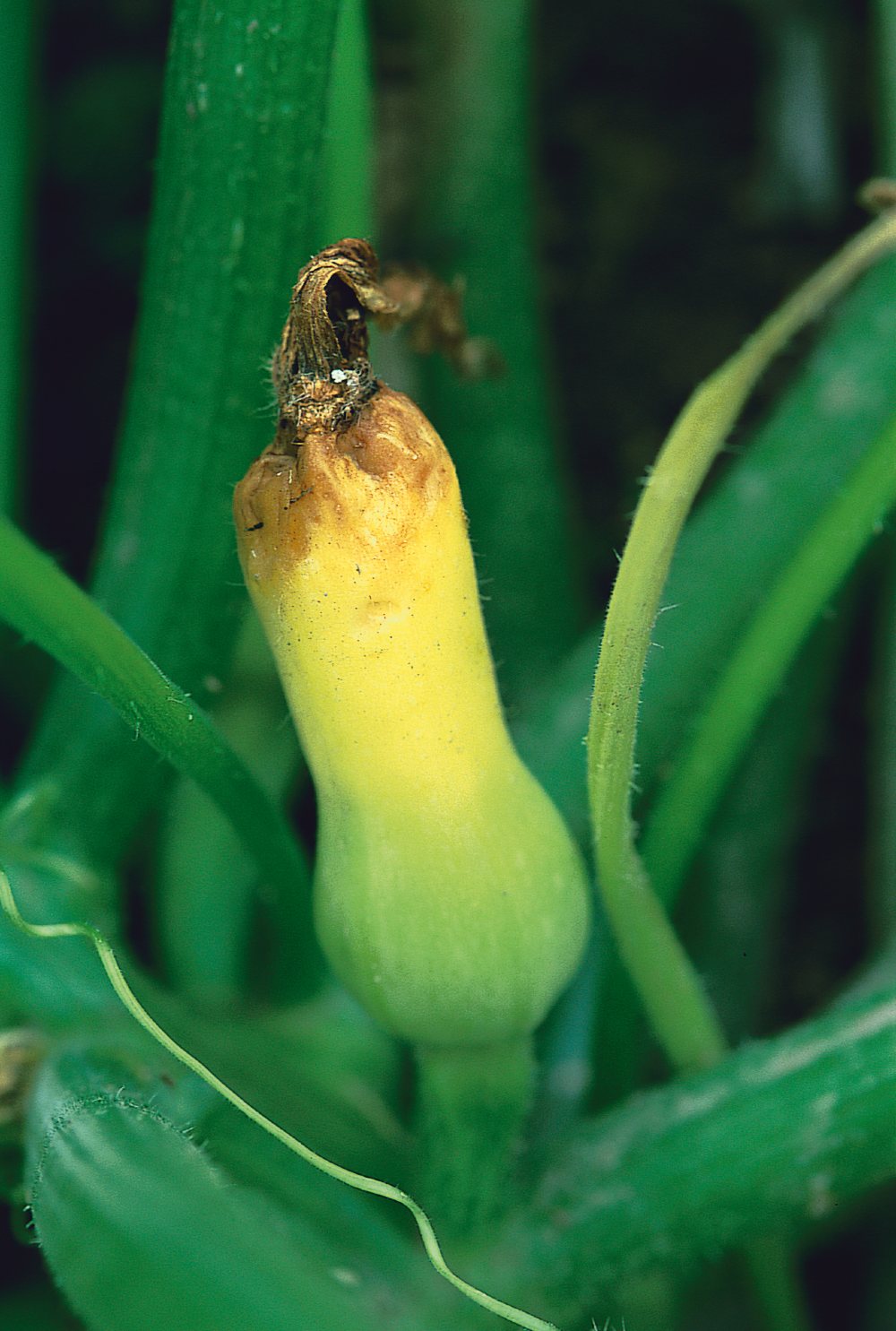 Dit is waarom je courgettes rotten aan de plant - Gardeners World