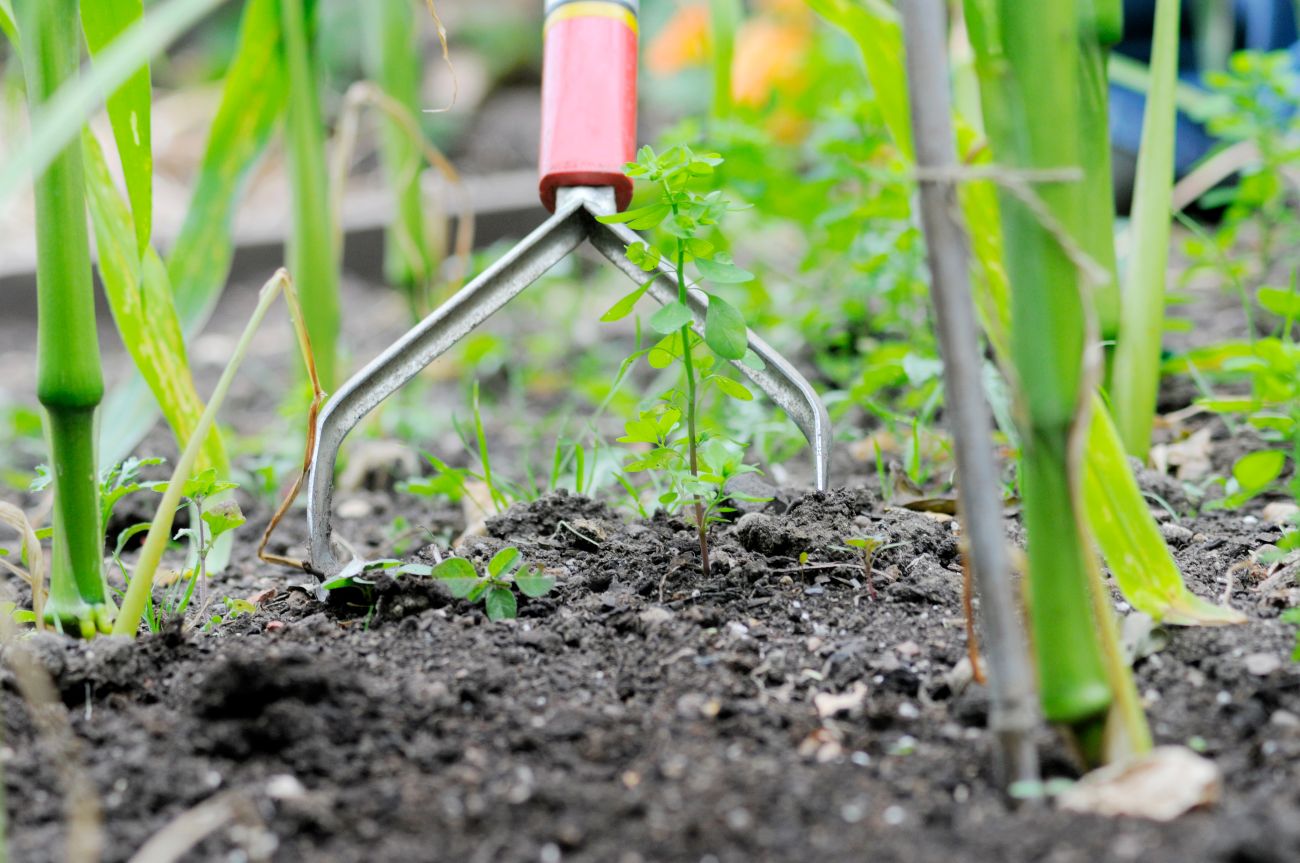 Onkruid verwijderen: 9 tips die écht werken - Gardeners World