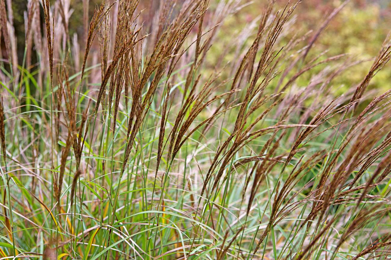 Siergras voor elke tuin: 6 prachtige soorten grassen