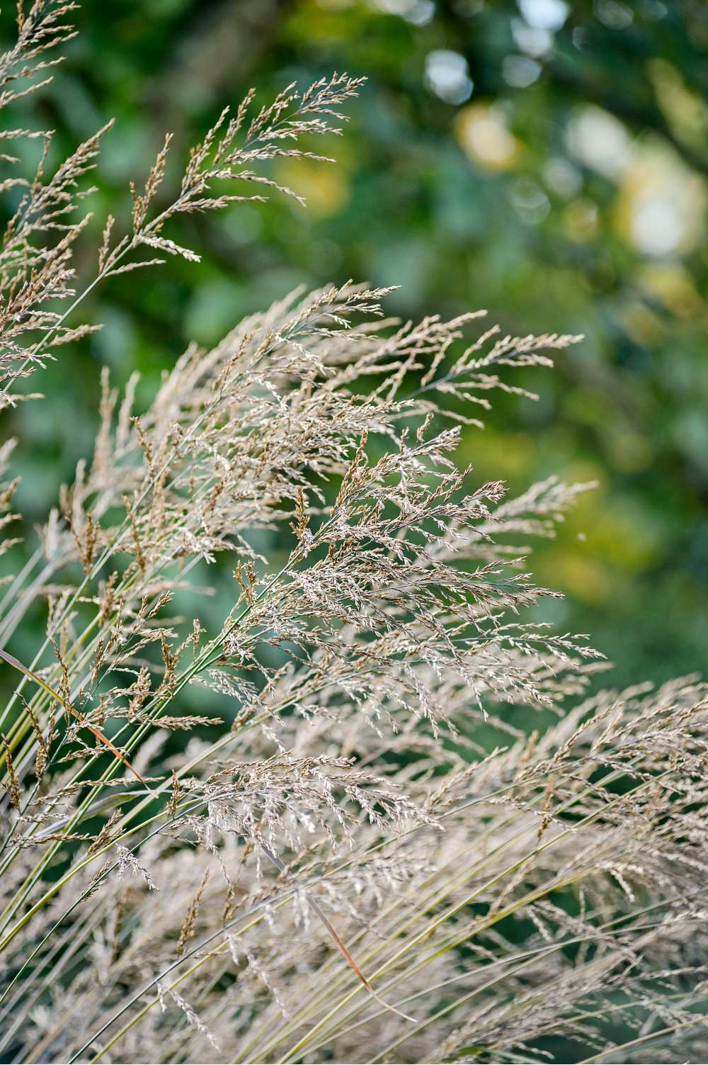 6x prachtige soorten siergras voor elke tuin - Gardeners World