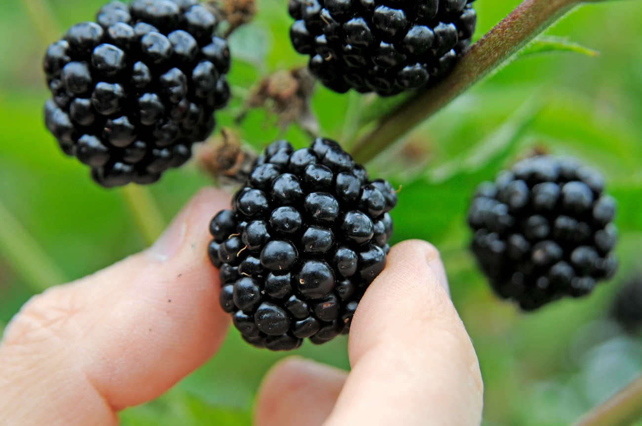 Braam stekken: zo doe je dat - Gardeners World