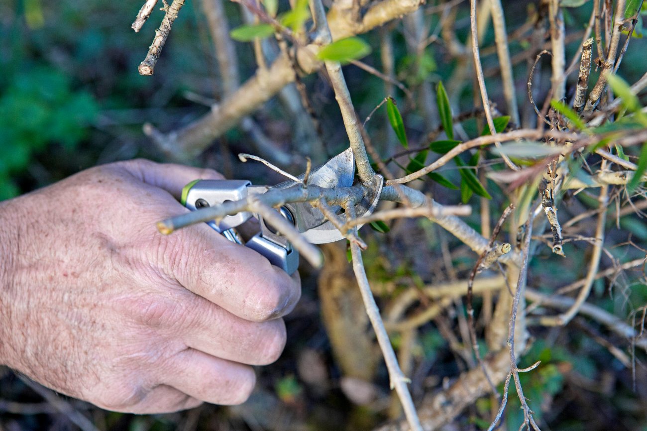 Hebe snoeien: wanneer en hoe doe je dat? - Gardeners World