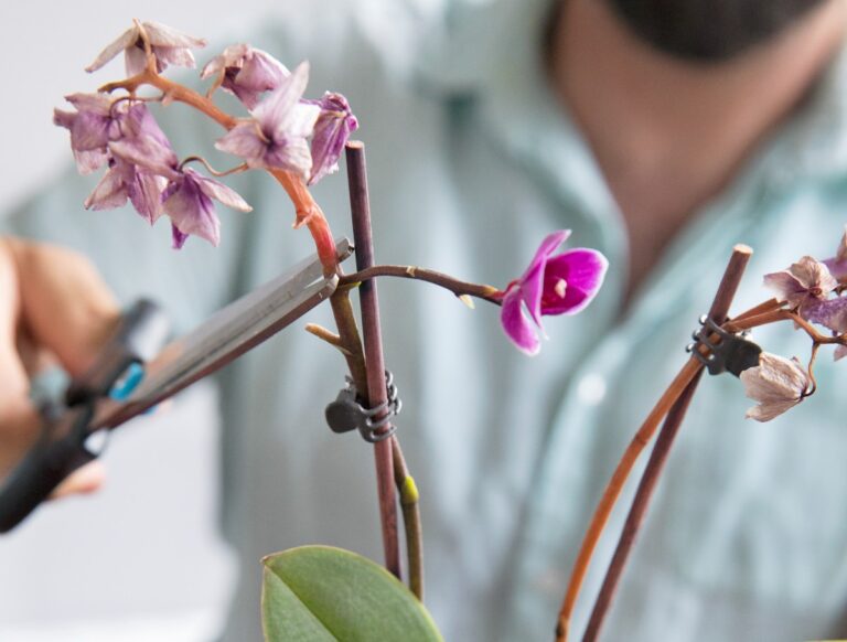 Orchidee (Phalaenopsis): kweken, water geven en verzorgen - Gardeners World