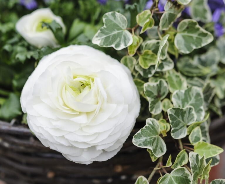 Ranonkels planten: zo doe je dat - Gardeners World