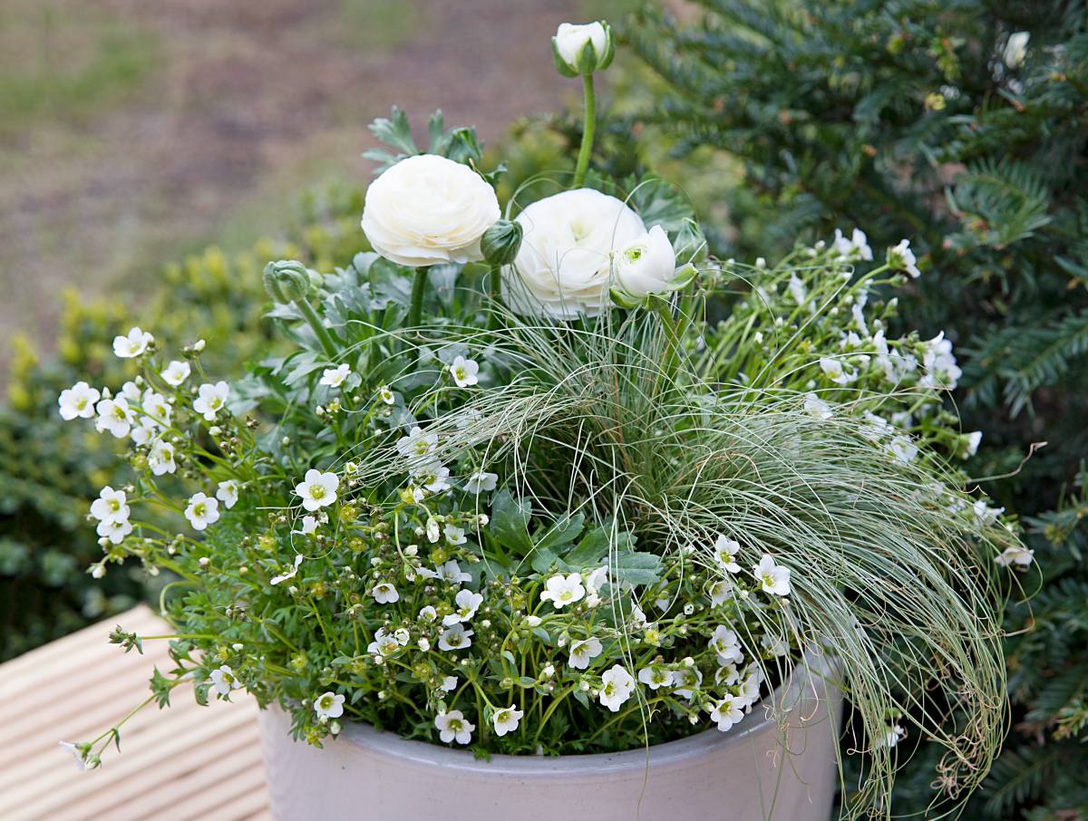 Ranonkels planten: zo doe je dat - Gardeners World