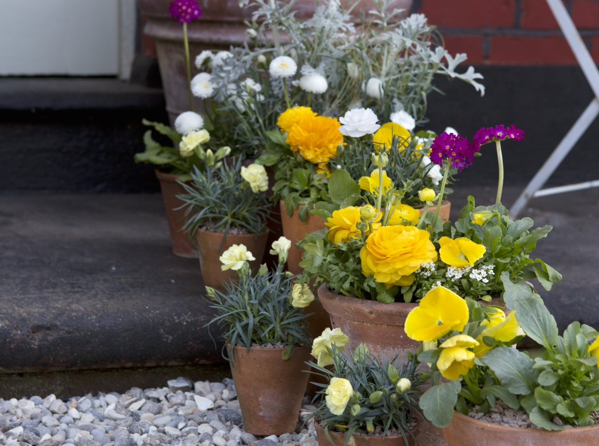 Ranonkels planten: zo doe je dat - Gardeners World