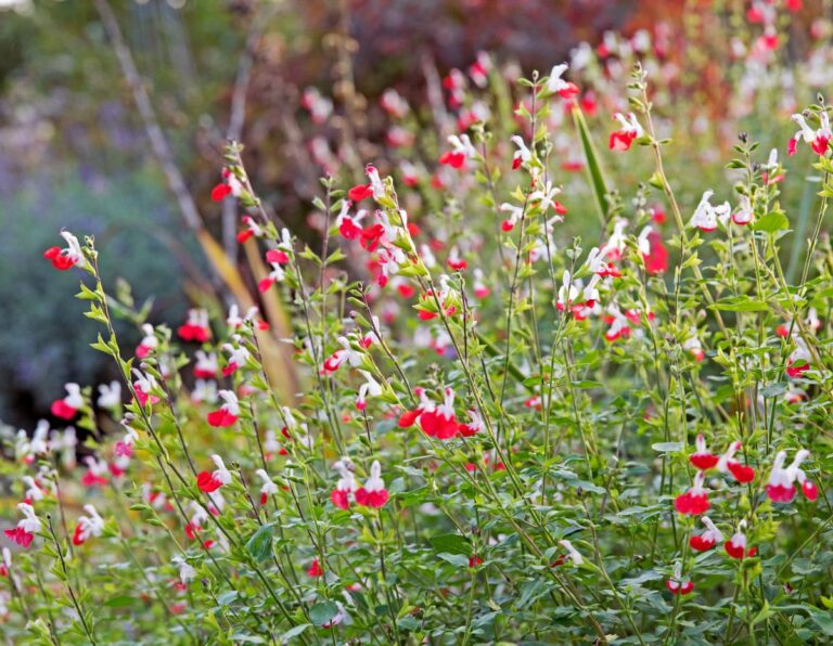 Salvia: kweken, stekken en verzorgen - Gardeners World