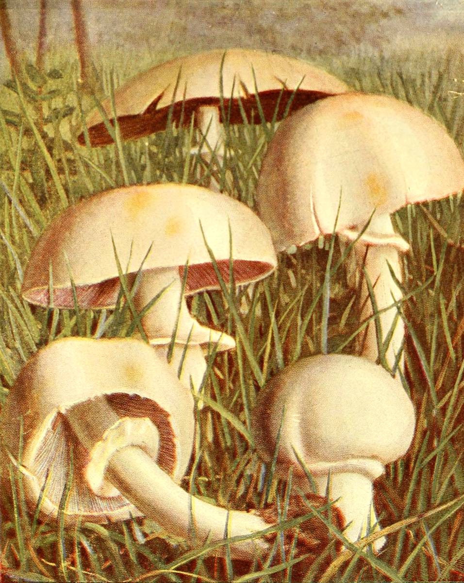 Paddenstoelen herkennen in je tuin - Gardeners World