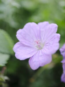 Planten die tegen wind kunnen: de beste keuze - Gardeners World