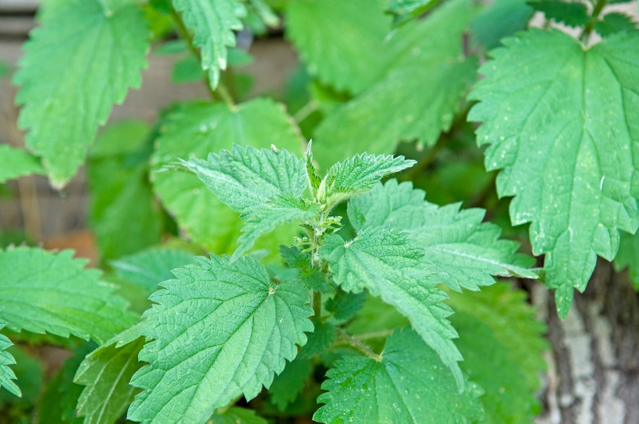 Woekerend onkruid: 5 soorten die je snel wil weghalen uit je tuin