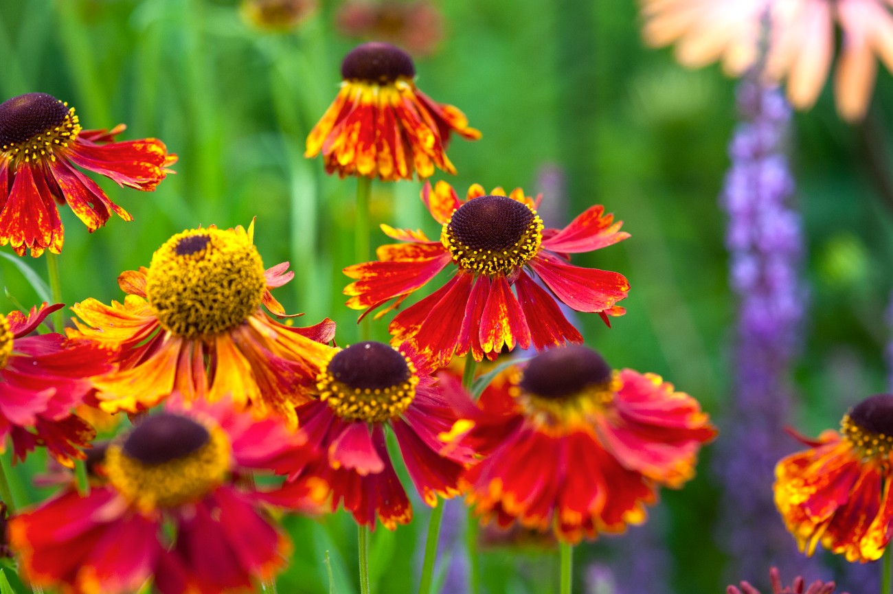 5 prachtige Heleniums voor kleur in de nazomer en herfst