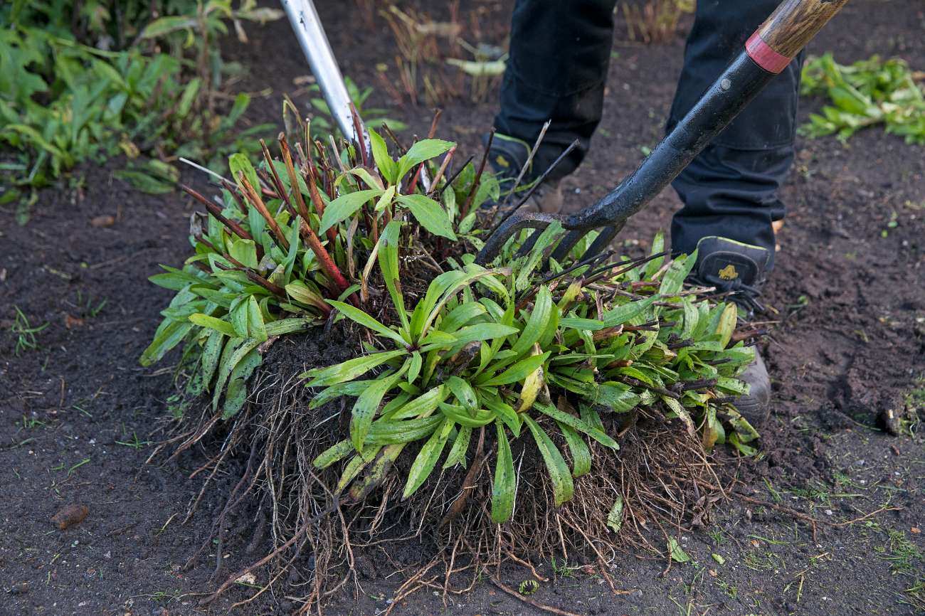 Helenium vermeerderen: stekken en scheuren van zonnekruid
