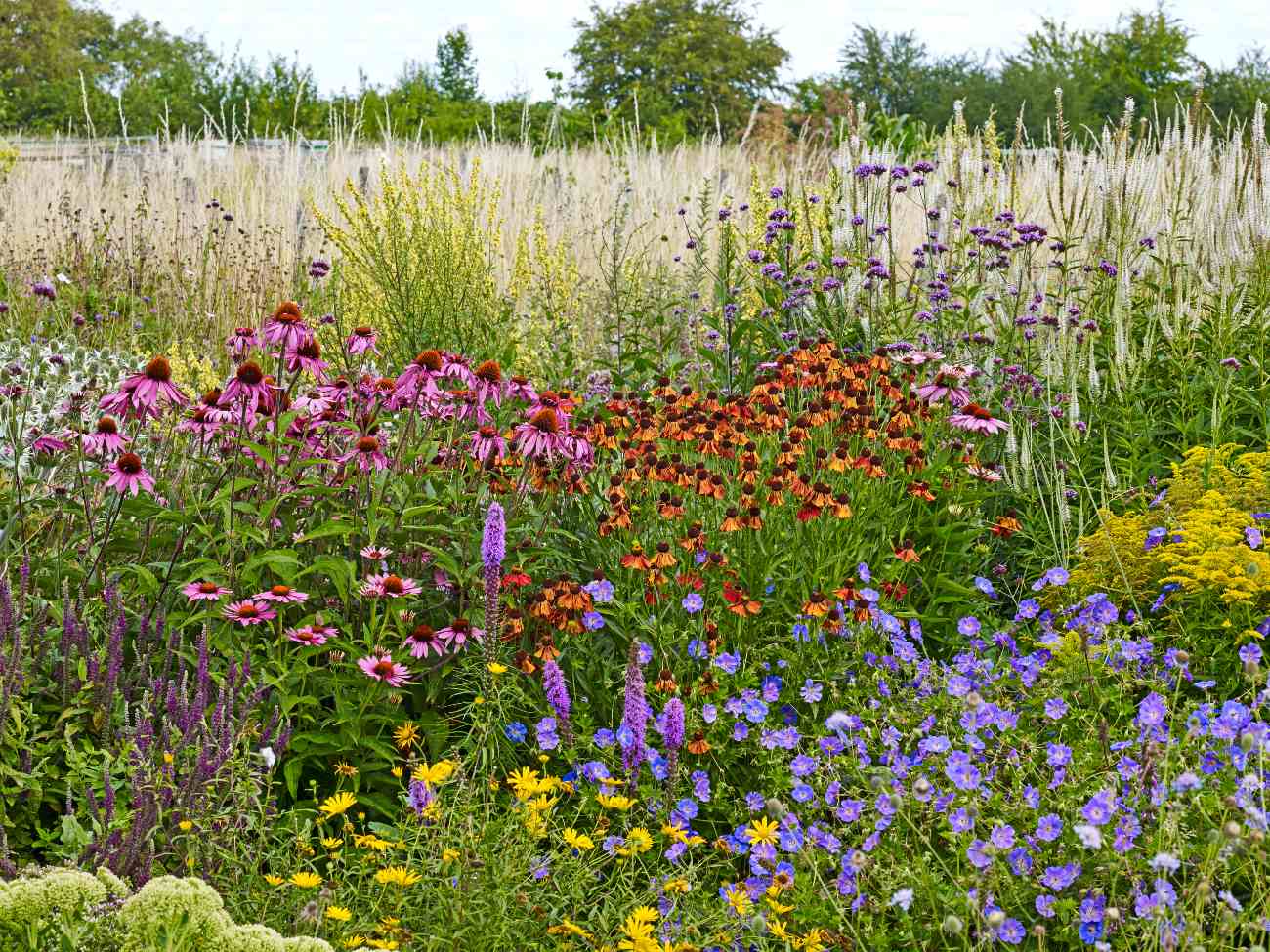 Zonnekruid (Helenium): standplaats, verzorging & vermeerderen