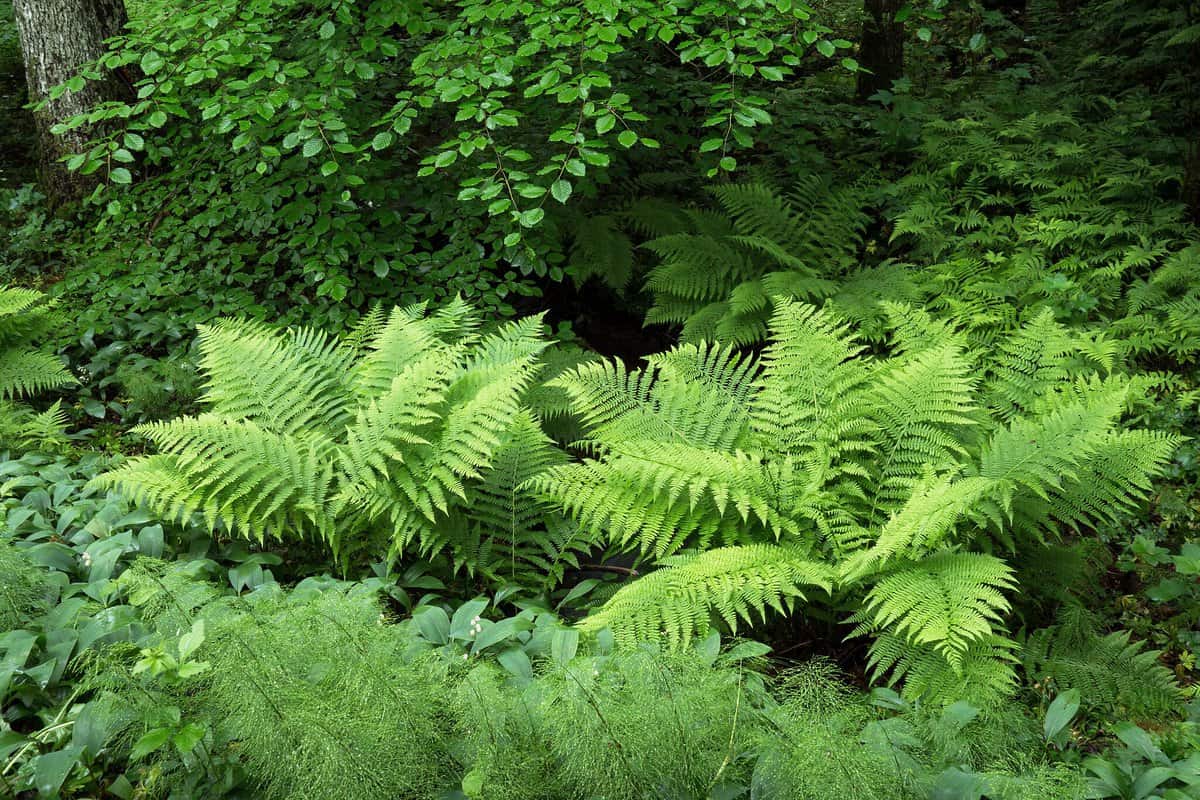 Heermoes bestrijden: 4 manieren die wél werken - Gardeners World