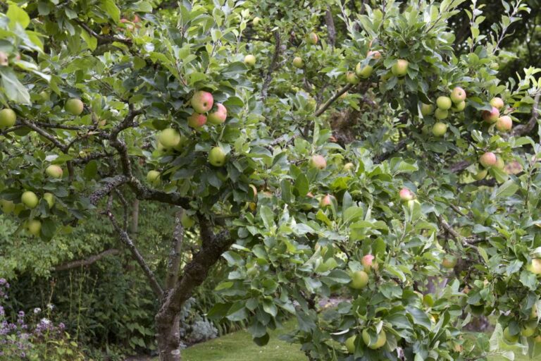 Appelbomen verzorgen: een V&Appel - Gardeners World